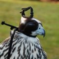 Shop - Northwood Falconry