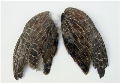 Hungarian Partridge Wings - Northwood Falconry