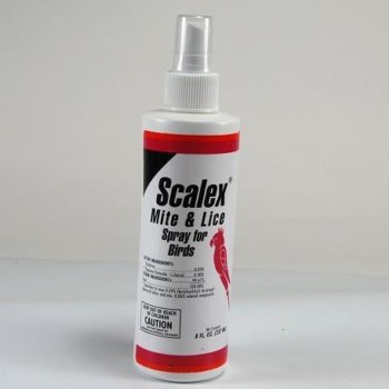 Healthcare - Northwood Falconry