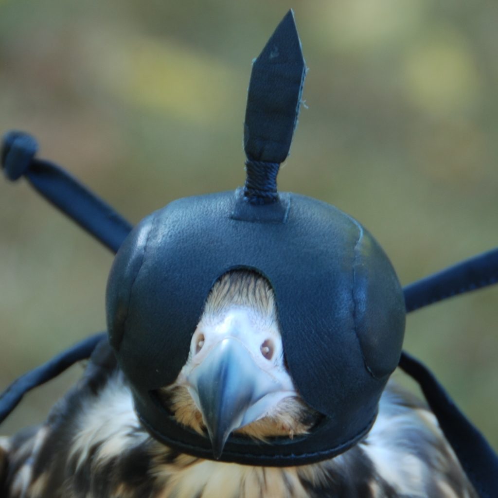 Hoods - Northwood Falconry