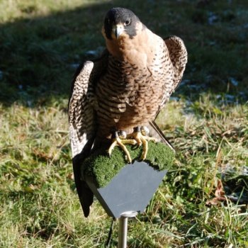 Perches - Northwood Falconry